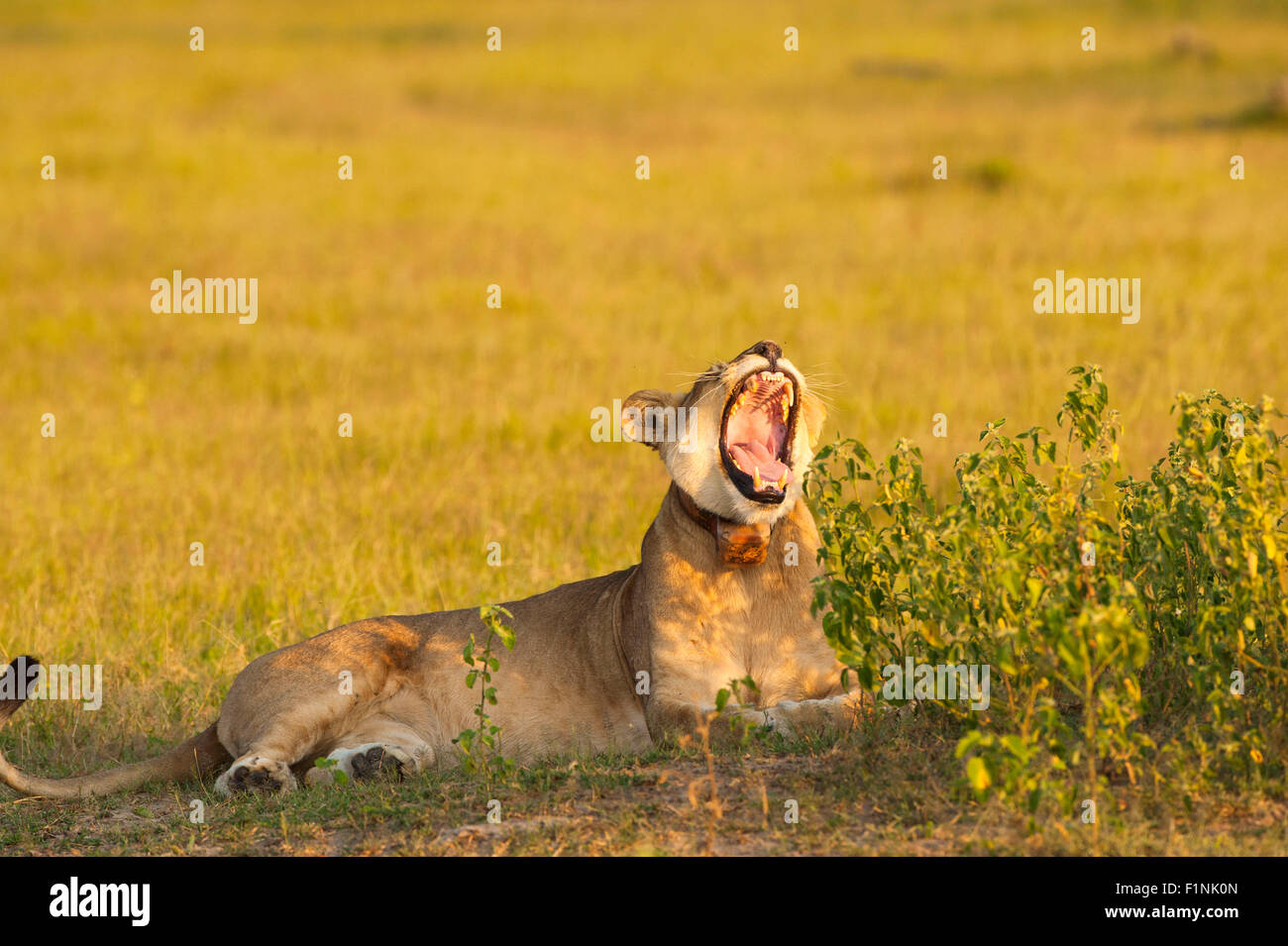 Teeth dust hi-res stock photography and images - Alamy
