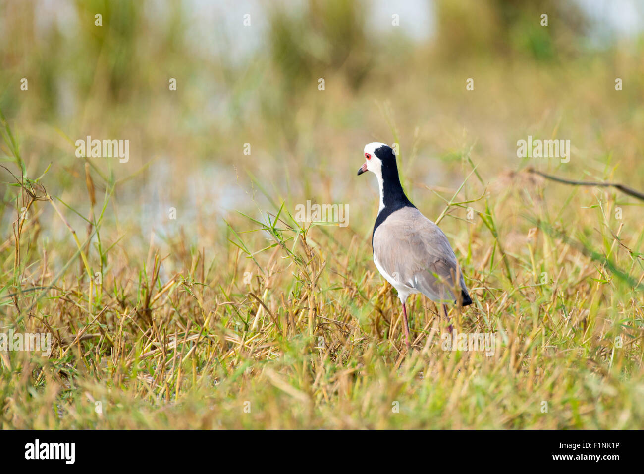 Five toed bird hi-res stock photography and images - Alamy