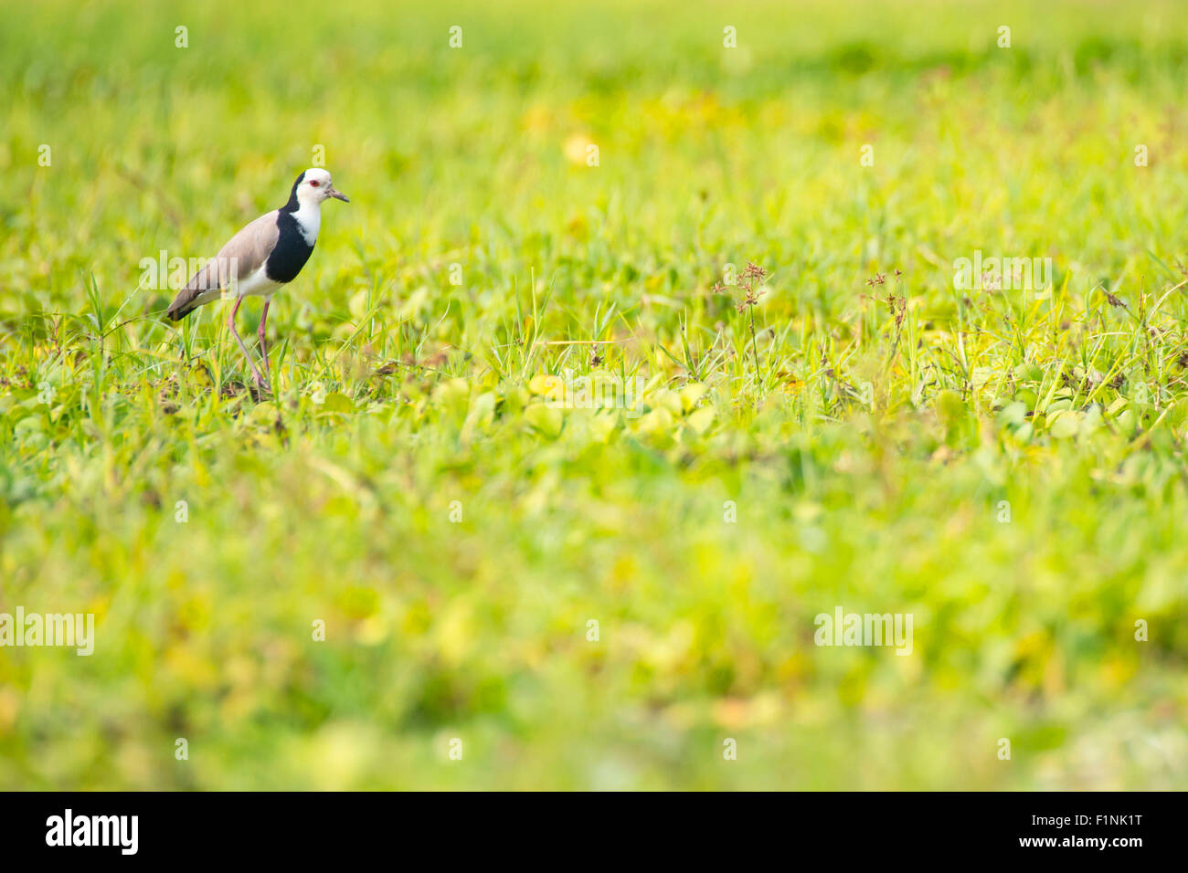 Five Toed Bird High Resolution Stock Photography and Images - Alamy