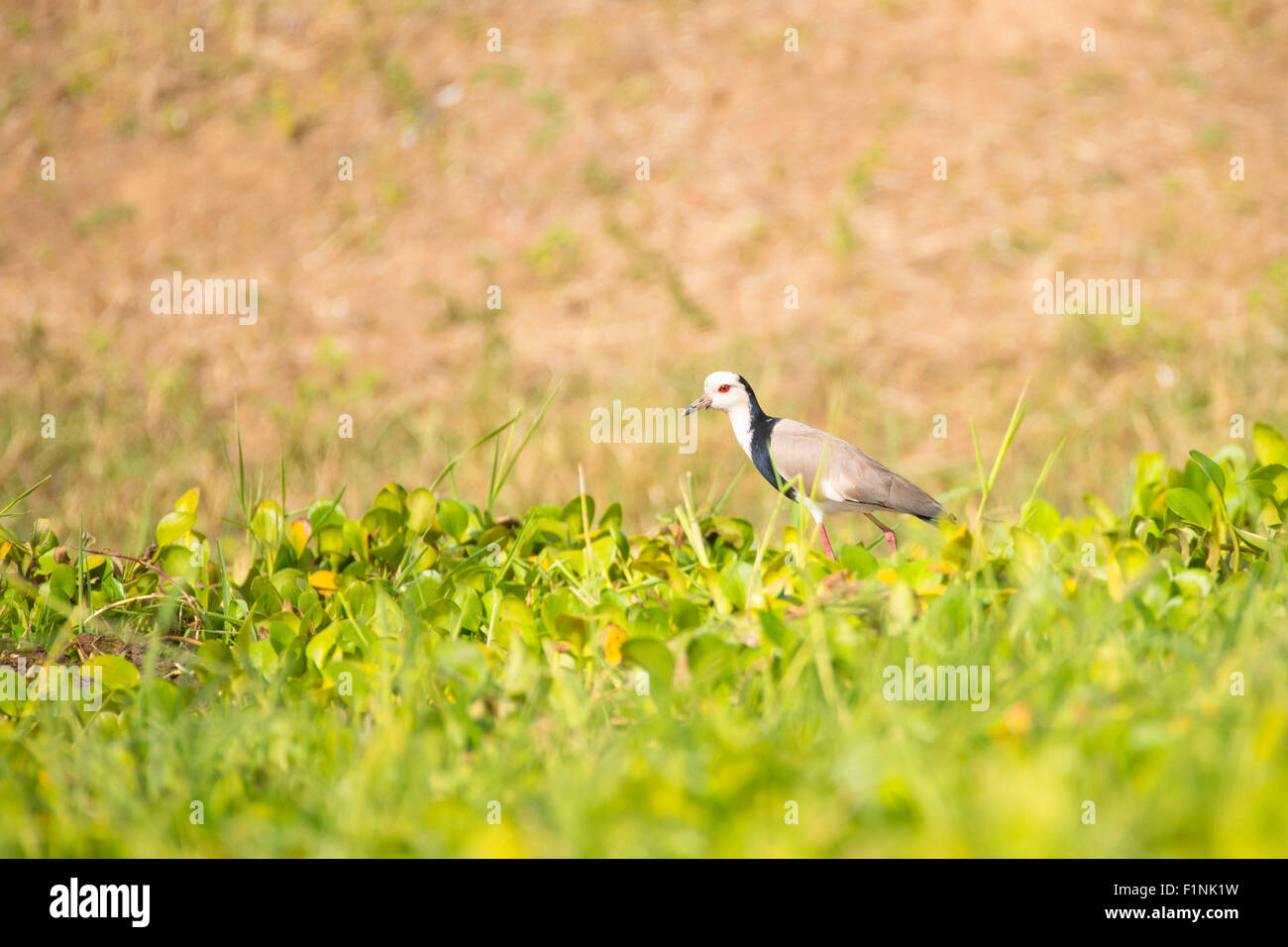 Five toed bird hi-res stock photography and images - Alamy