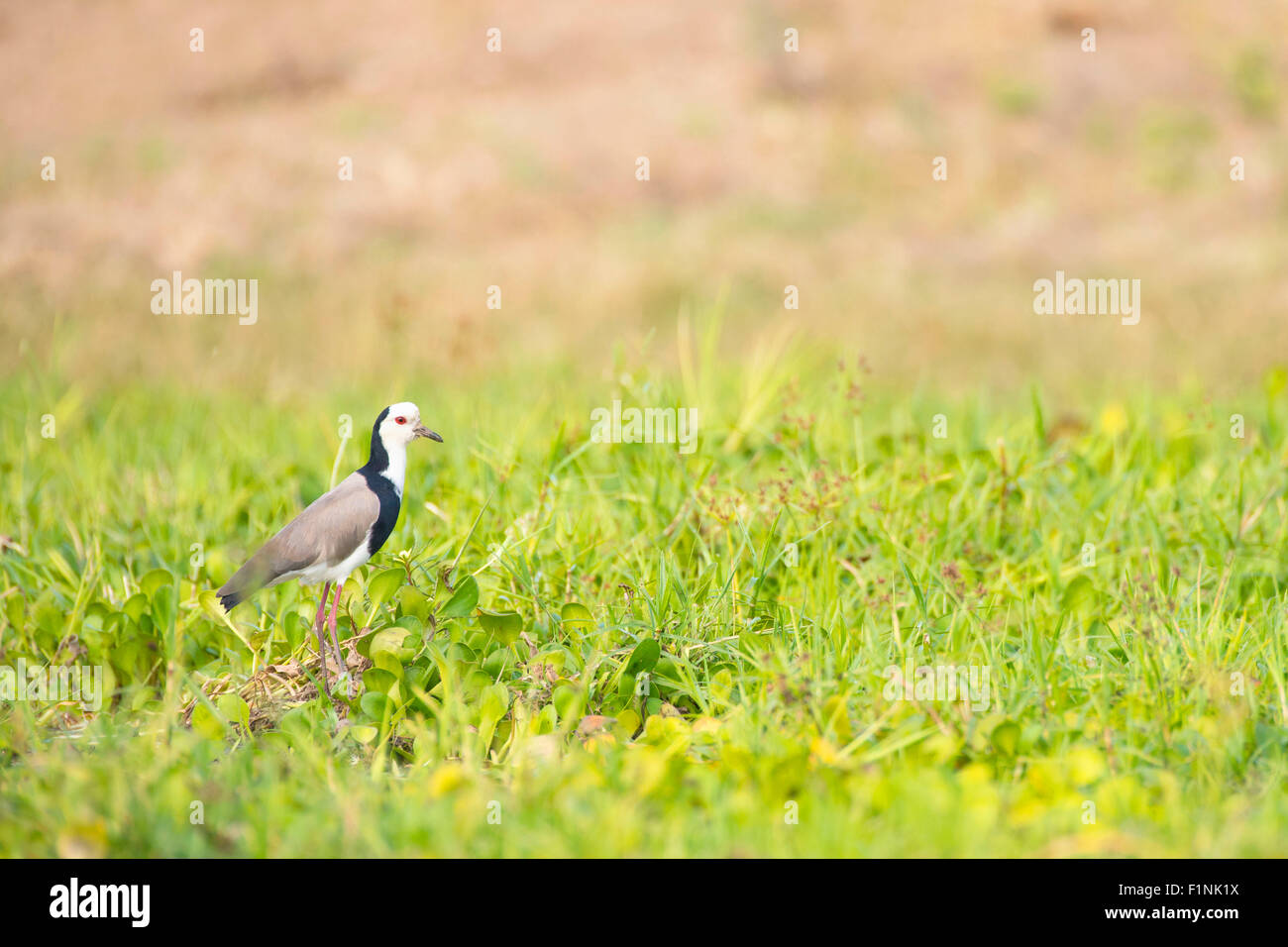 Five toed bird hi-res stock photography and images - Alamy