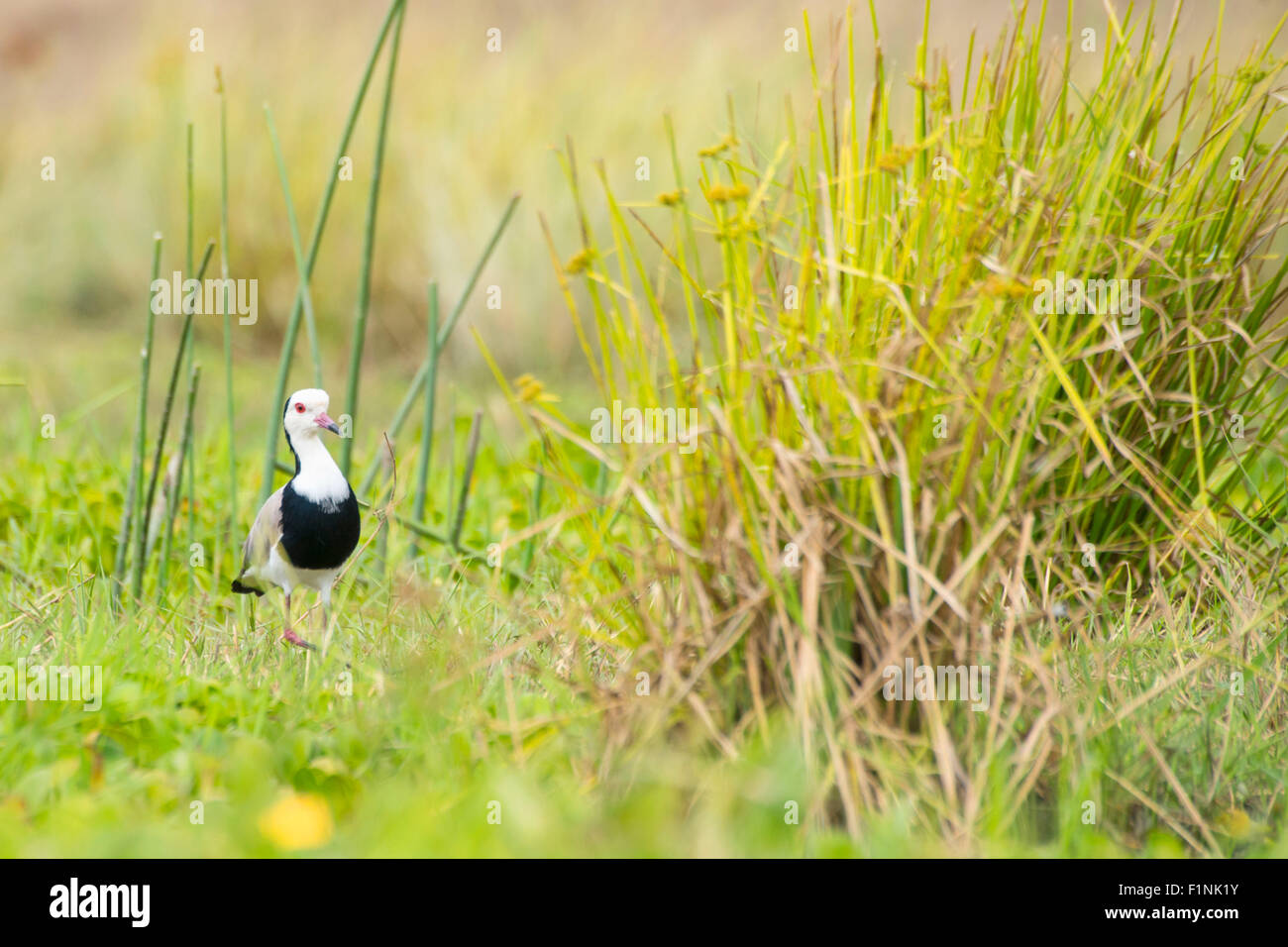 Five toed bird hi-res stock photography and images - Alamy