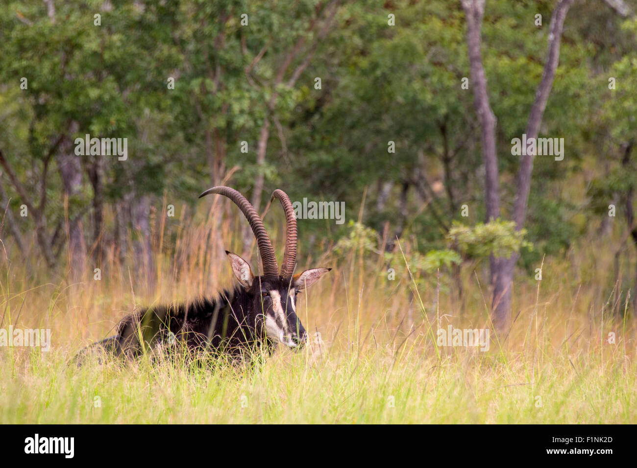 Antelope lying down hi-res stock photography and images - Alamy
