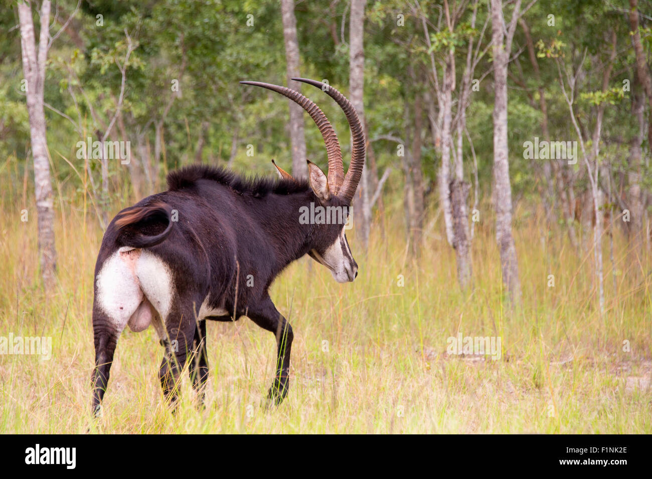 Sable antelope face hi-res stock photography and images - Alamy