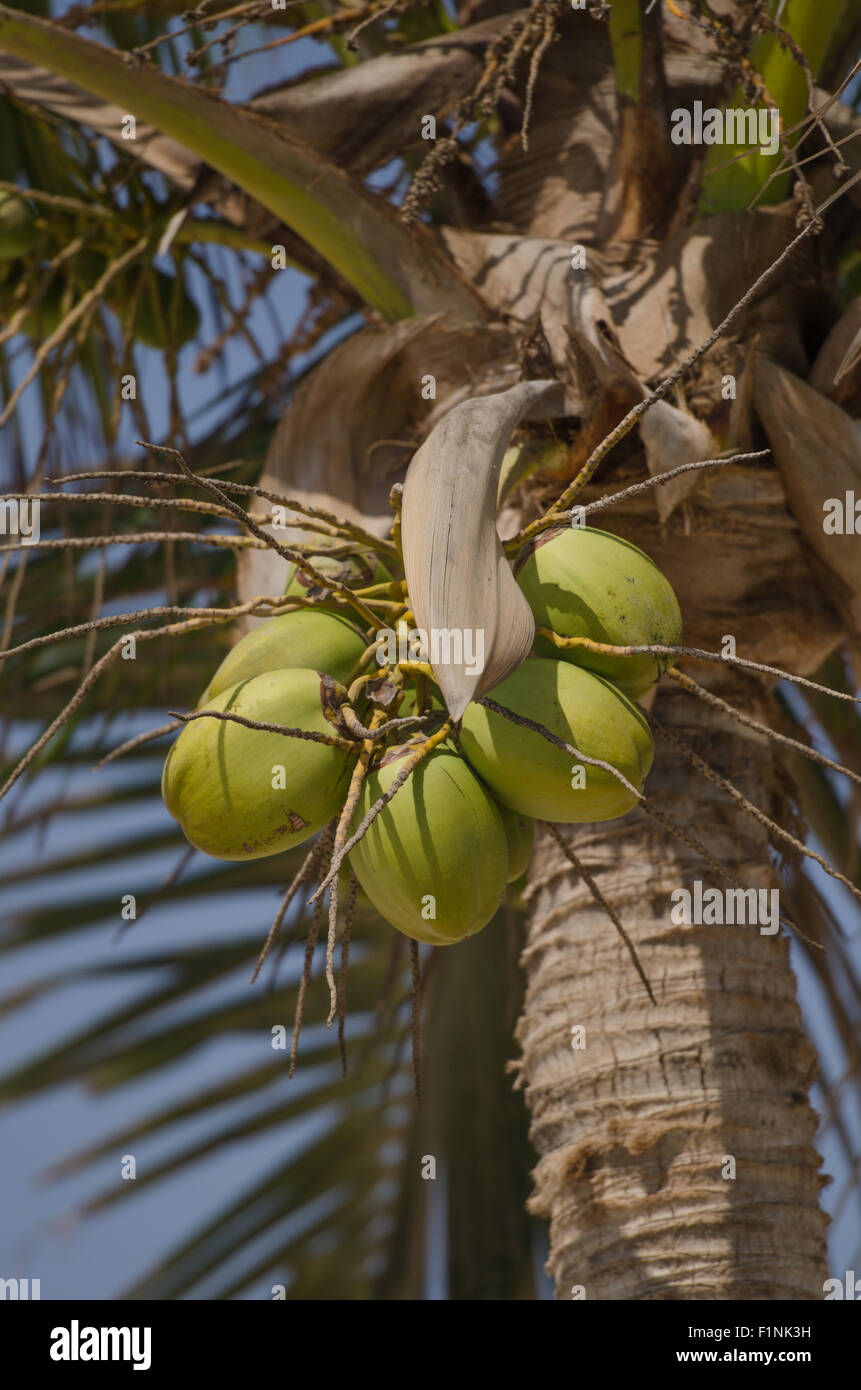 Palm tree prongs hi-res stock photography and images - Alamy