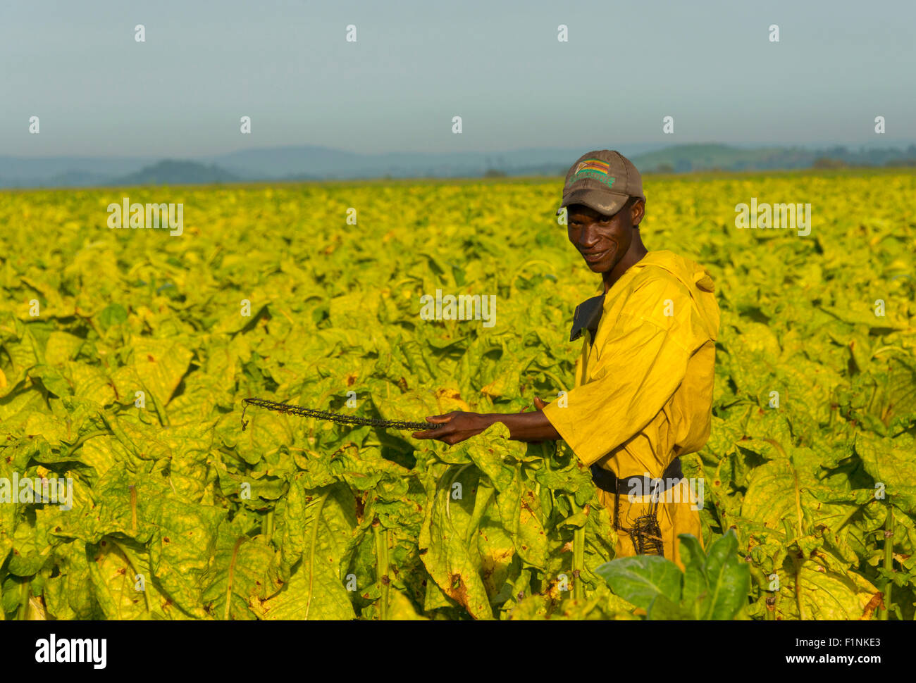 African Farm Workers Tilling Land High Resolution Stock Photography and ...