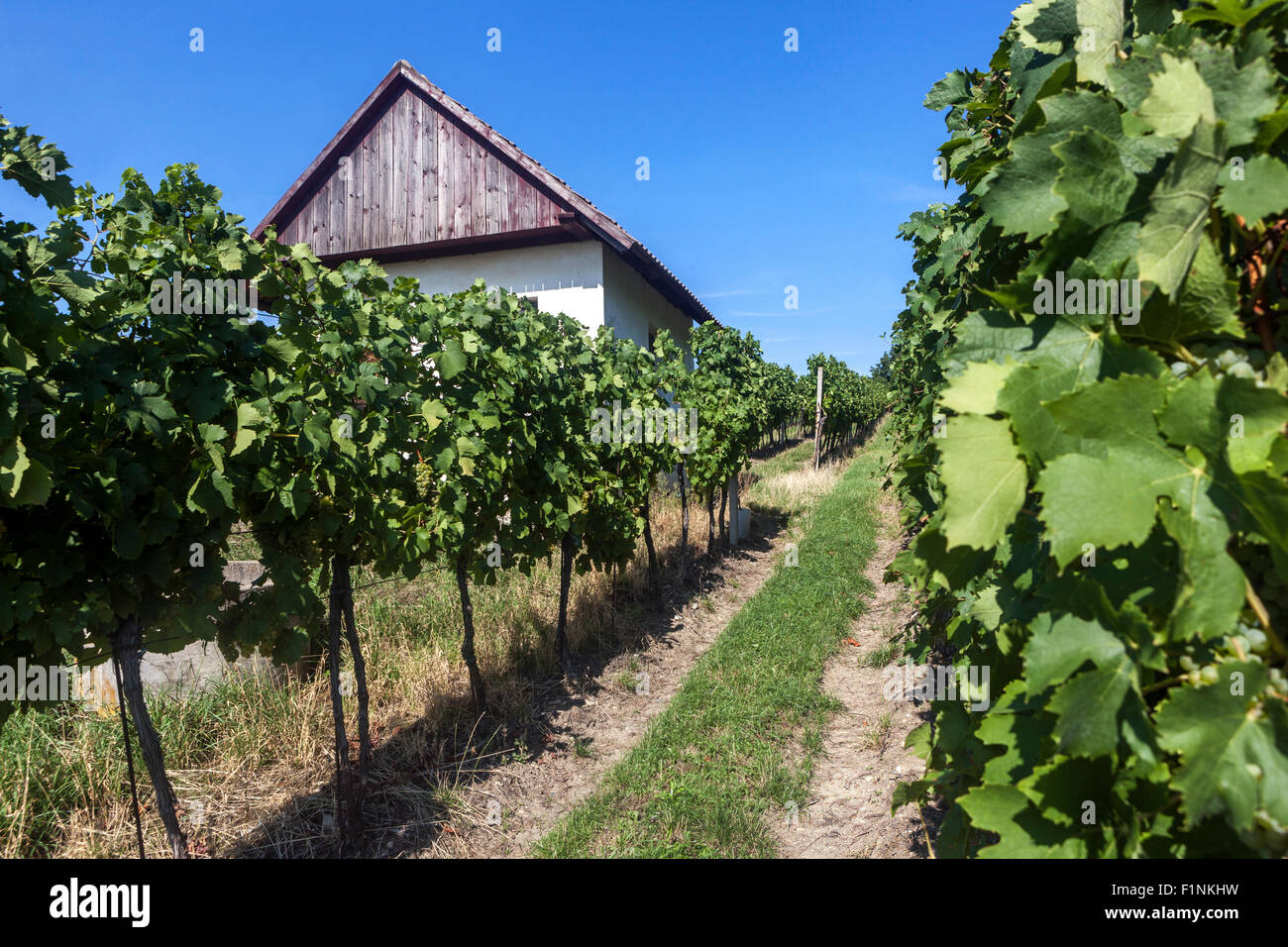Wine region Slovacko, Blatnice pod Svatym Antoninkem, grapes in the ...
