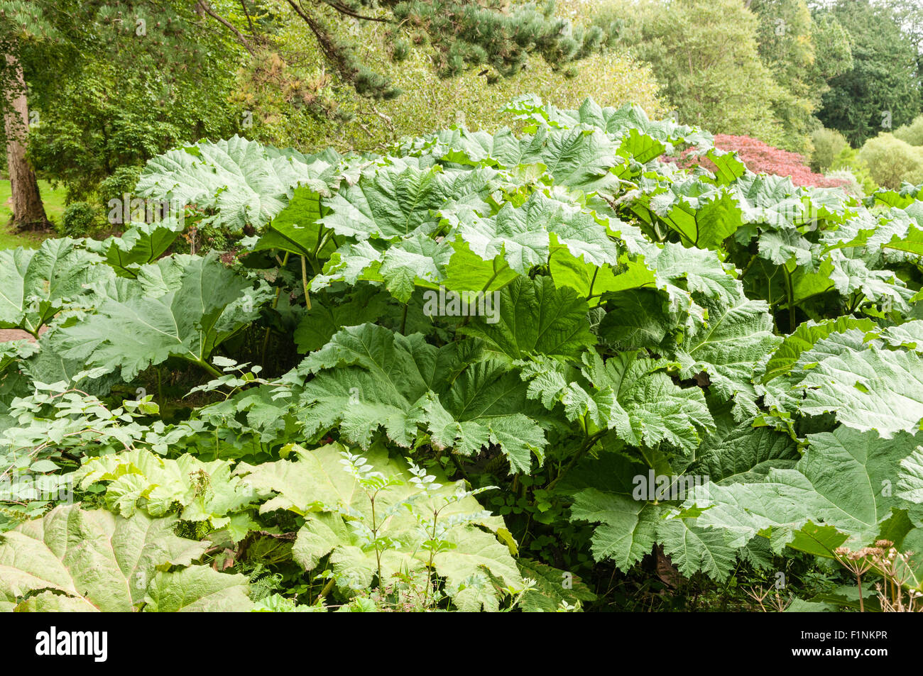 Leaves of gunnera plant Stock Photo - Alamy