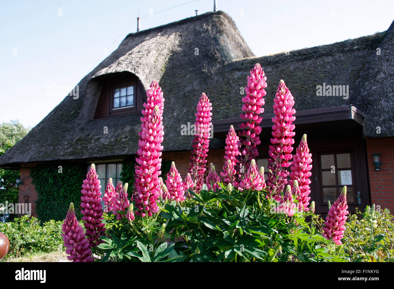 Reetdach sylt hi-res stock photography and images - Alamy