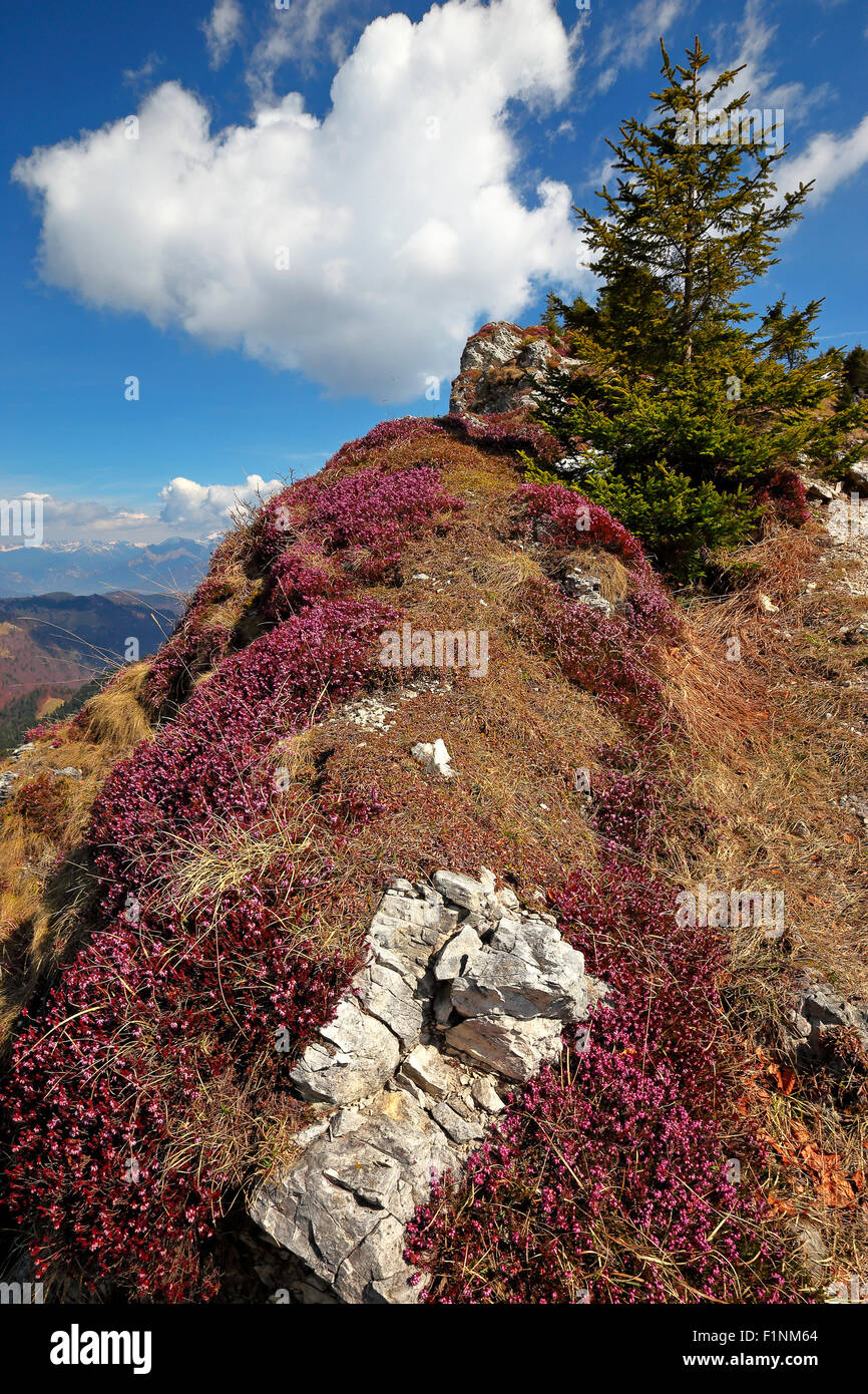 Ericaceae plants. The Monte Grappa massif Stock Photo - Alamy