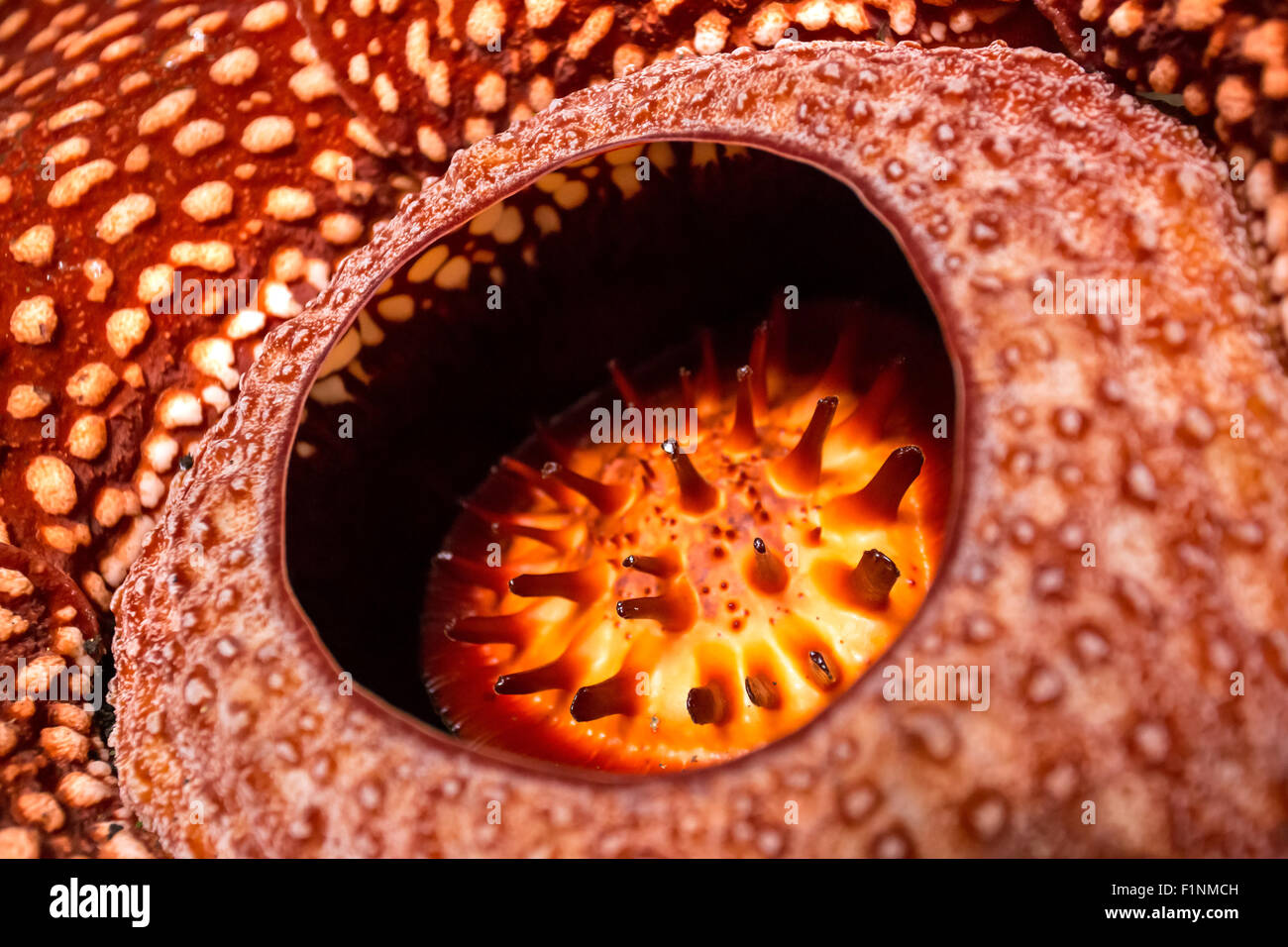 Rafflesia, the biggest flower in the world , Sumatra, Indonesia Stock ...