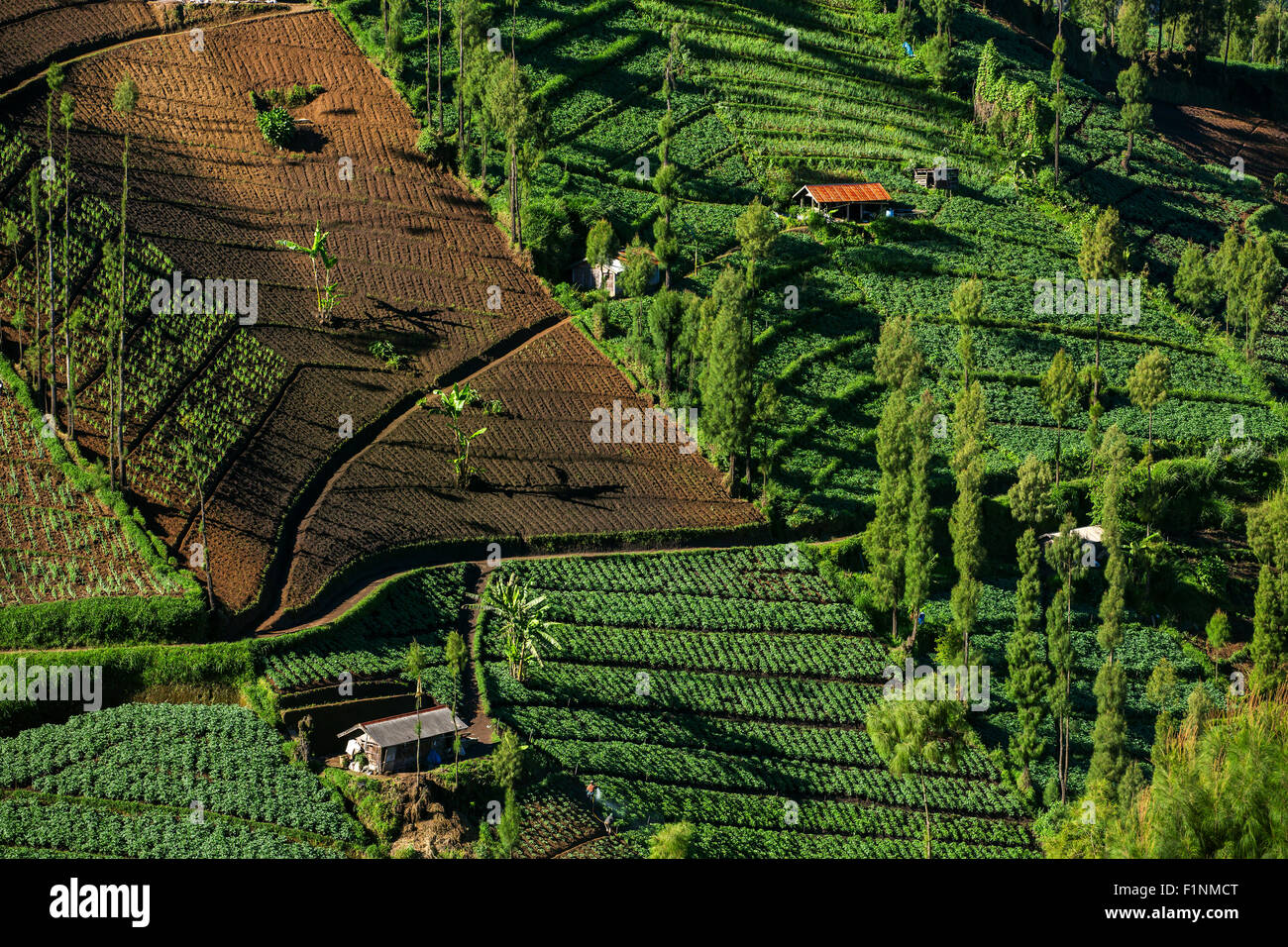 Vegetable crops on the hilly fields. Java, Indonesia Stock Photo - Alamy