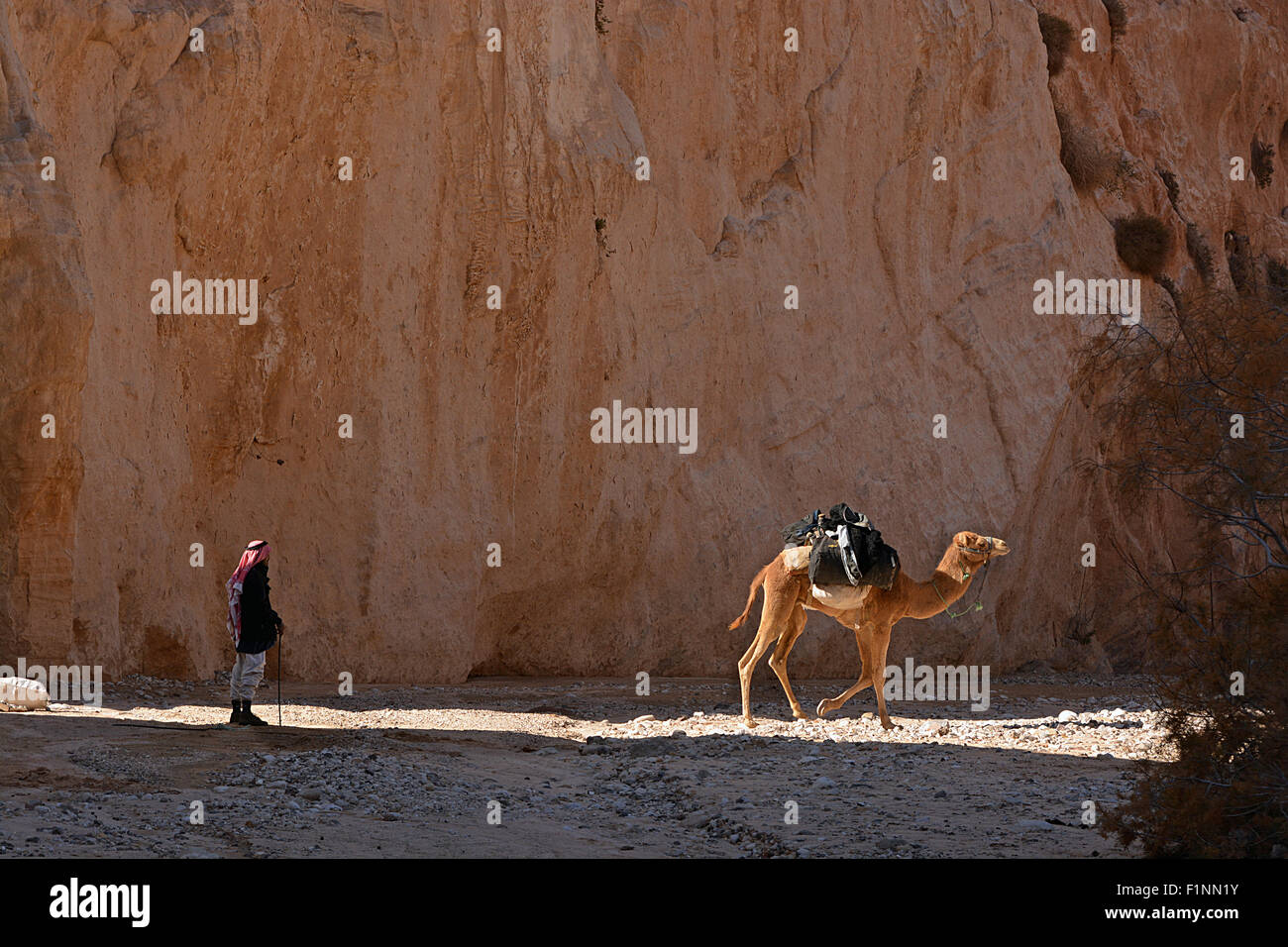 Arabs and camels collection Stock Photo - Alamy