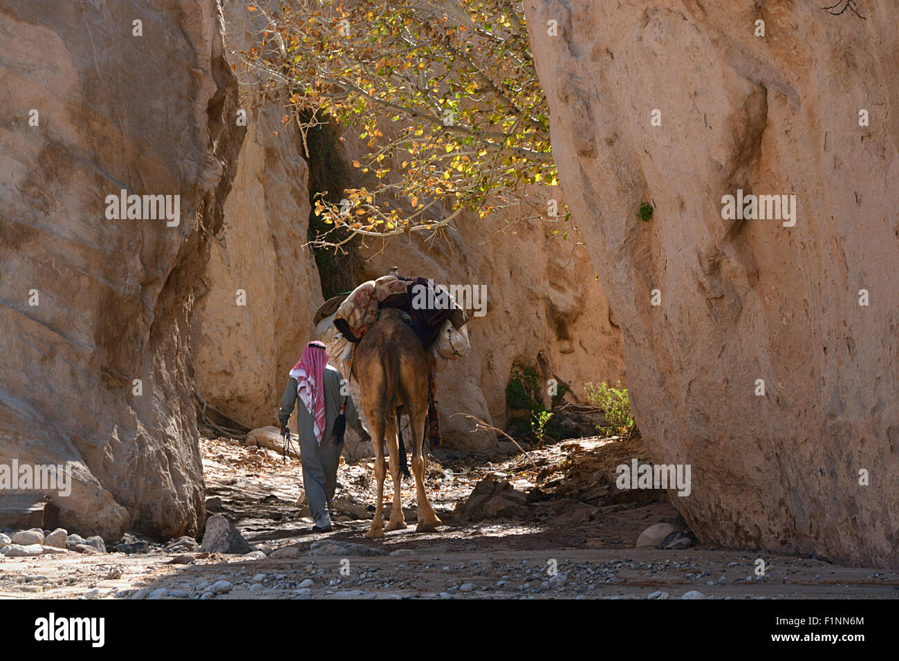 Arabs and camels collection Stock Photo - Alamy
