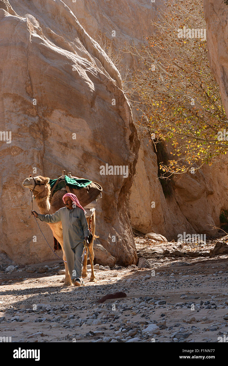 Arabs and camels collection Stock Photo - Alamy