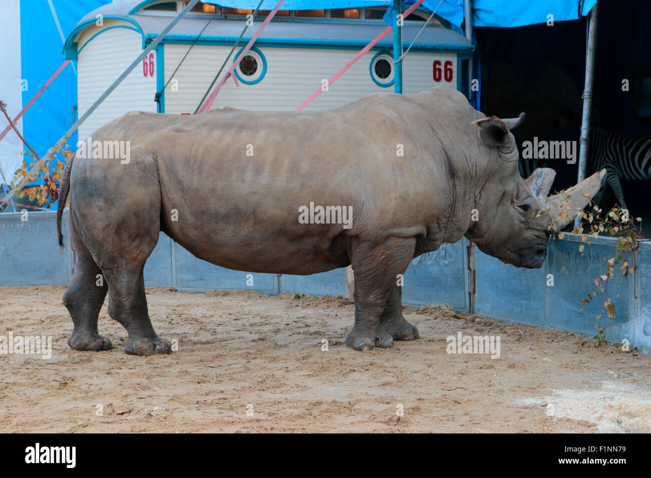 Nashorn hi-res stock photography and images - Alamy
