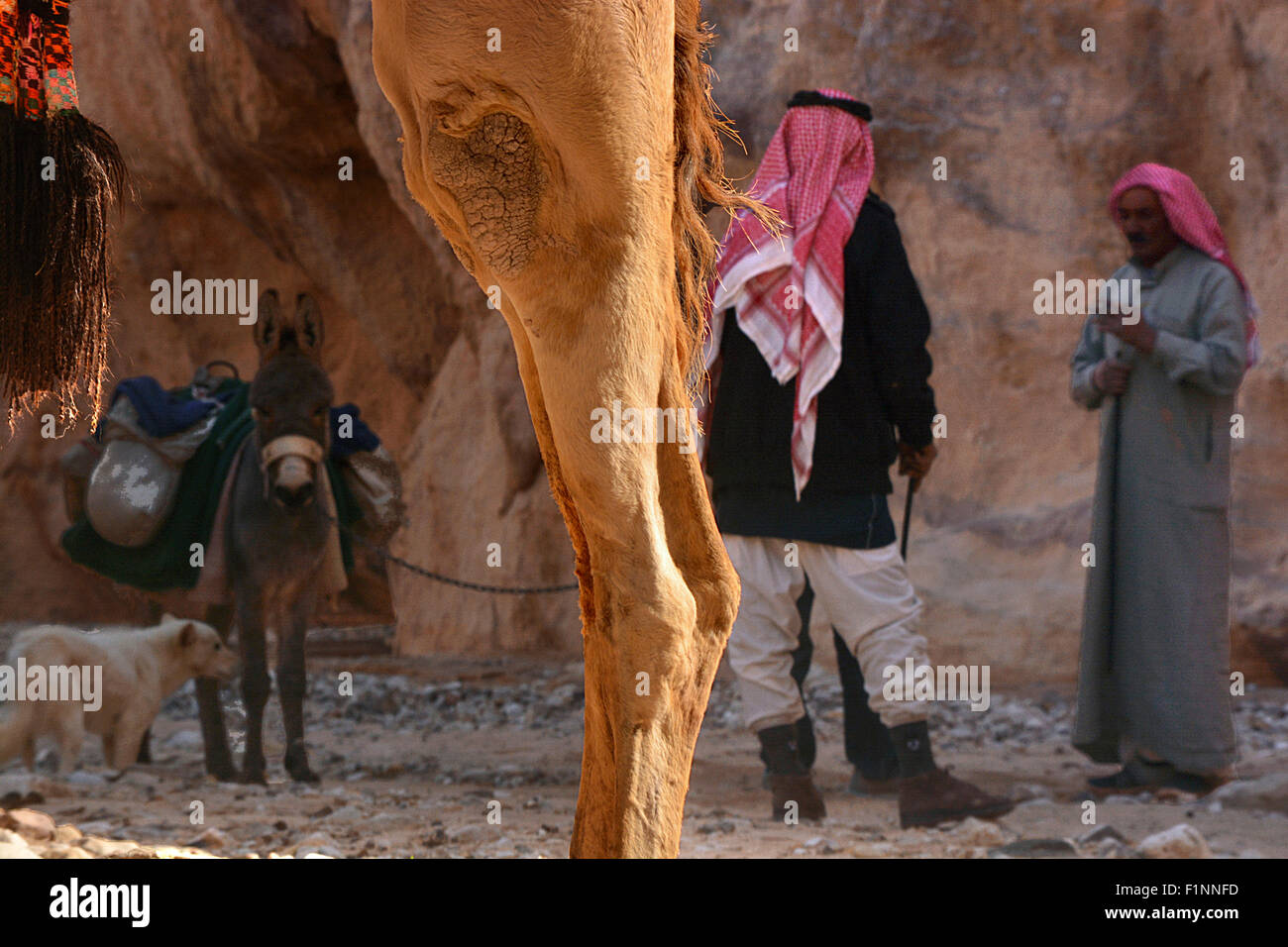 Arabs and camels collection Stock Photo - Alamy