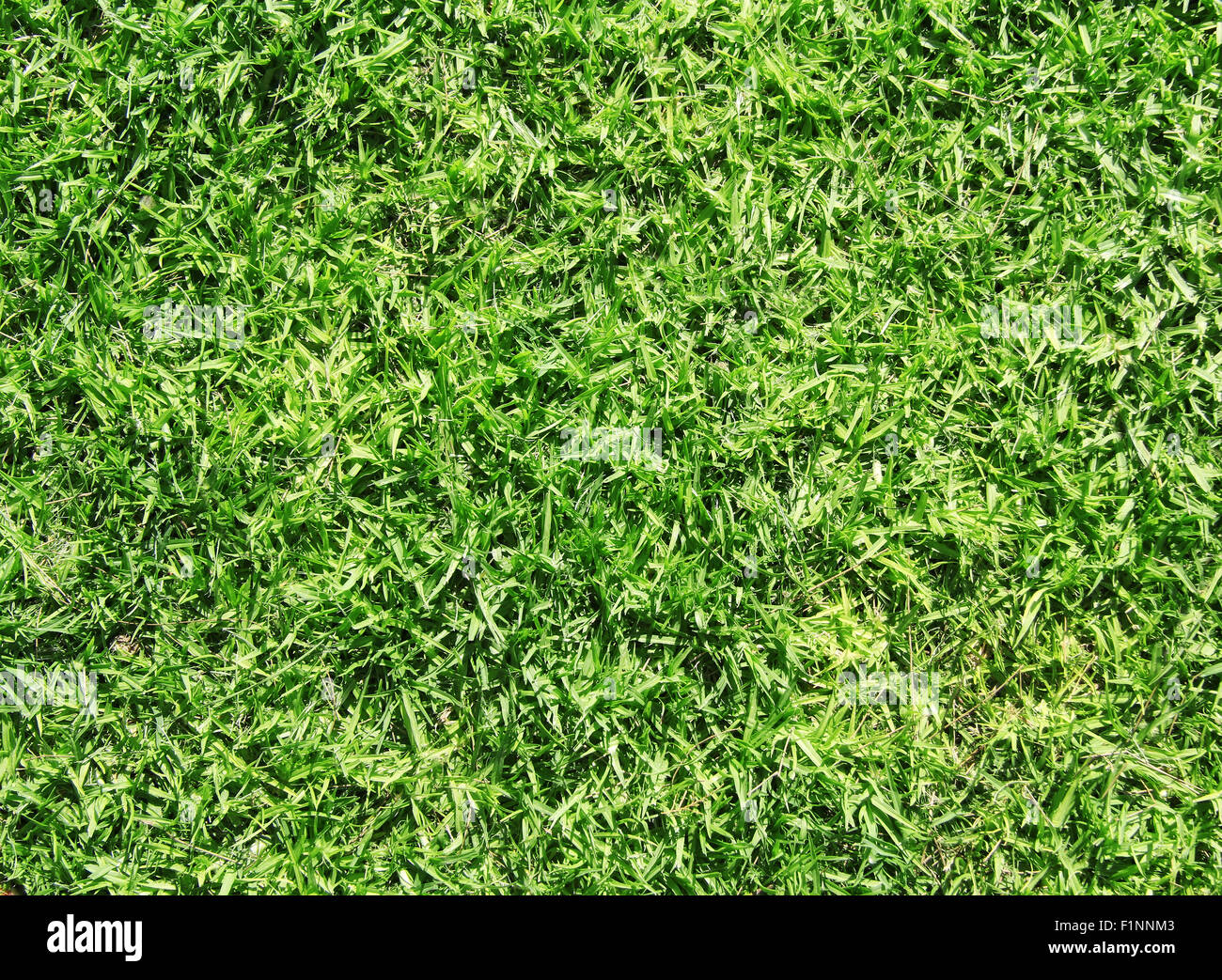 Background green grass close hi-res stock photography and images - Alamy