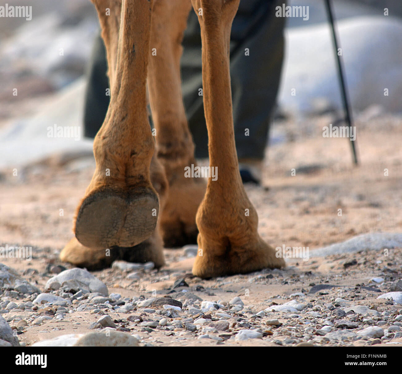 Camel Feet Stock Photos & Camel Feet Stock Images - Alamy