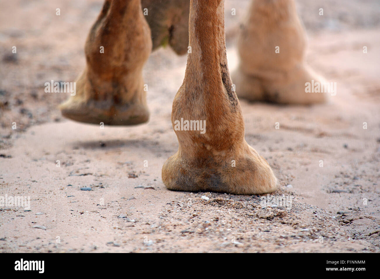 Arabs and camels collection Stock Photo - Alamy