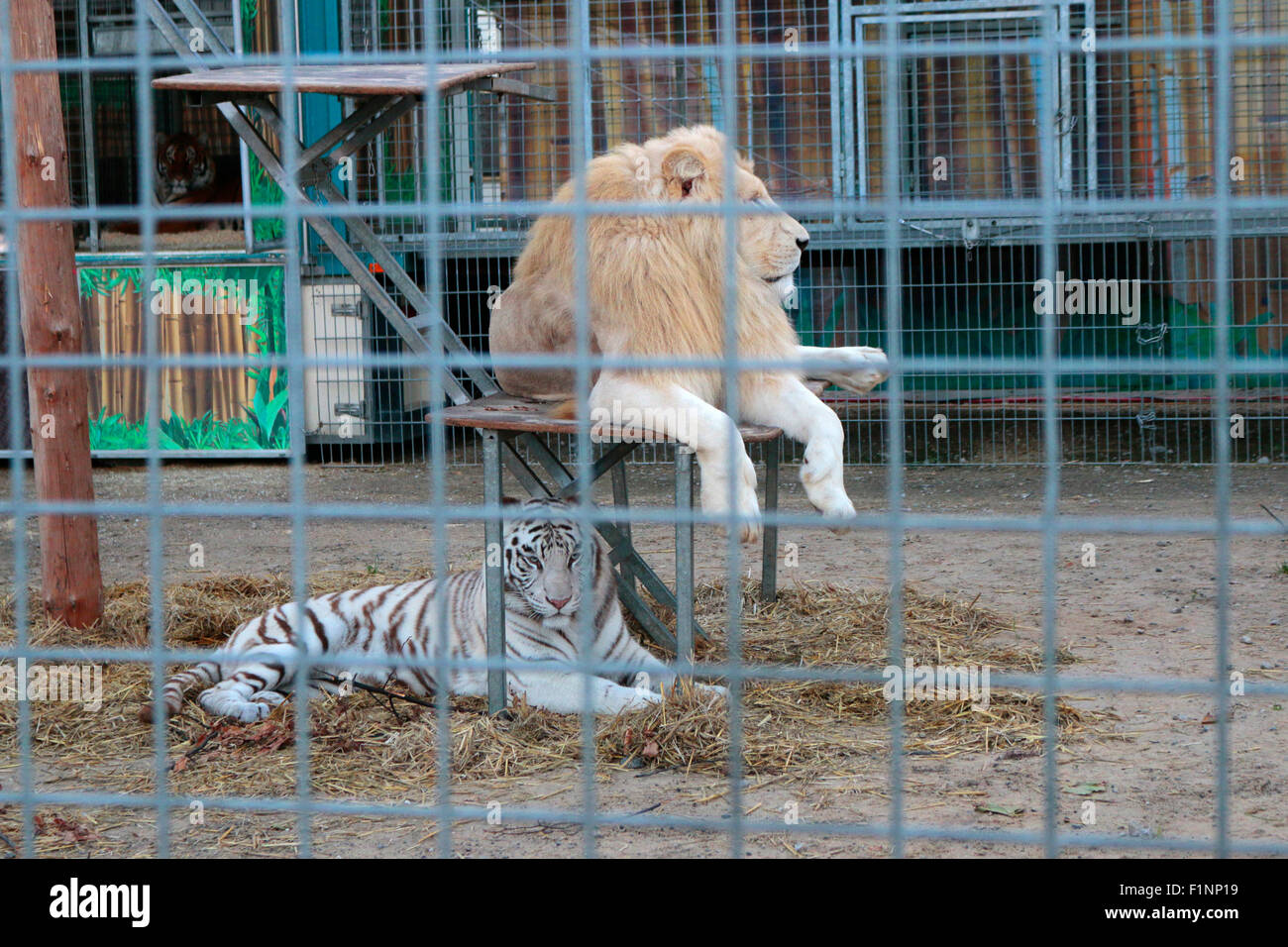 weisser Loewe, weisser Tiger, Berlin Stock Photo, Royalty Free Image ...