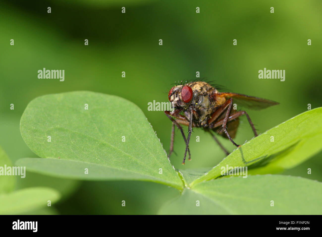 Common fly on a leaf Stock Photo - Alamy