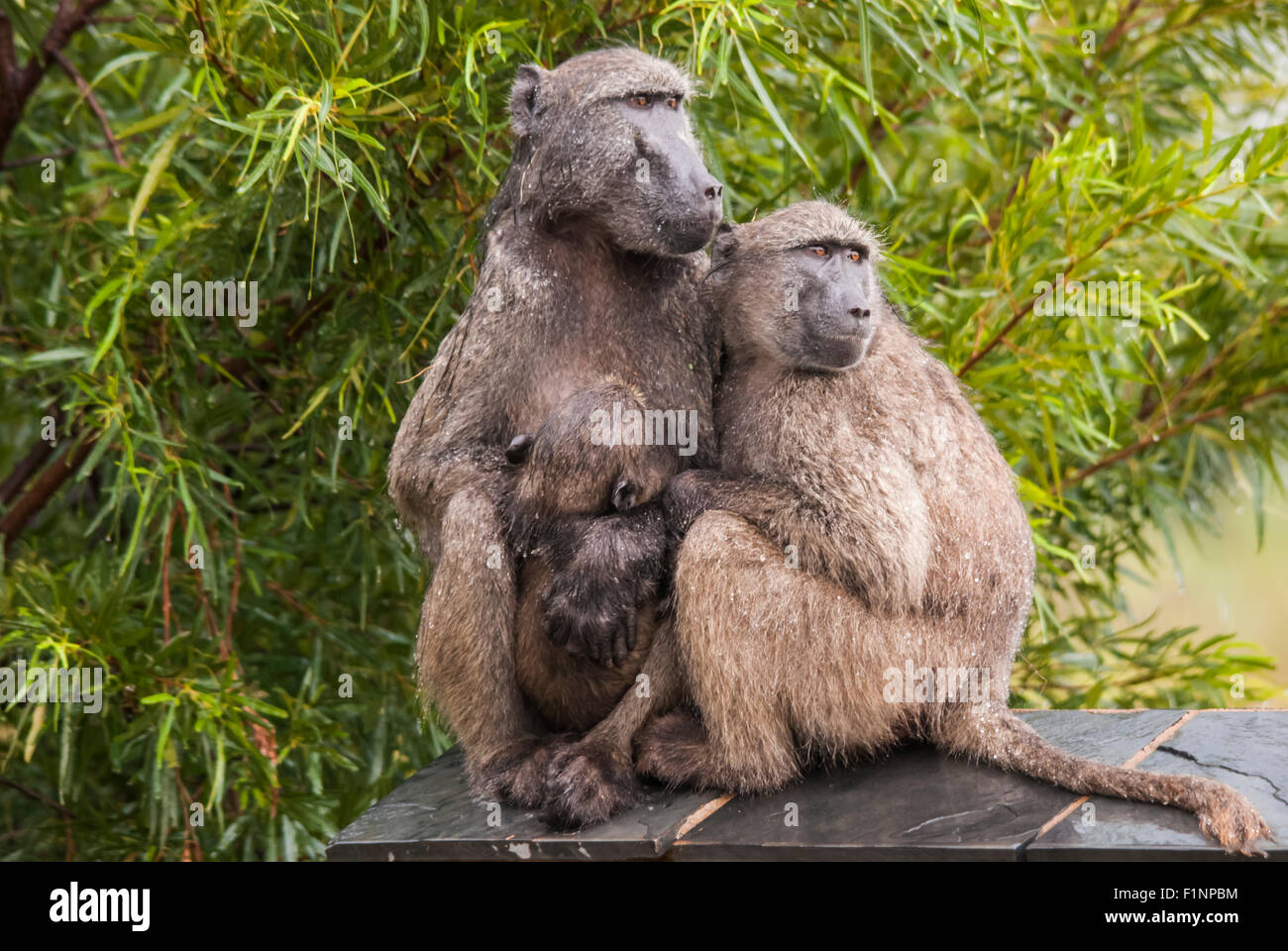 Baboon family in the rain Stock Photo - Alamy
