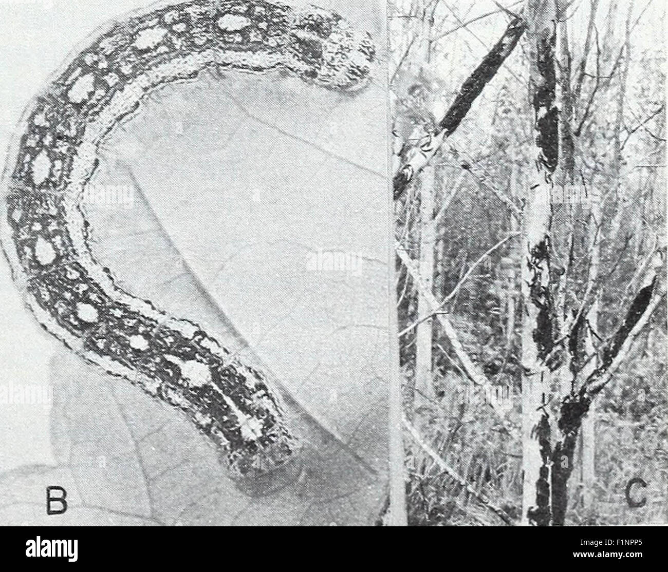 Eastern forest insects Stock Photo - Alamy