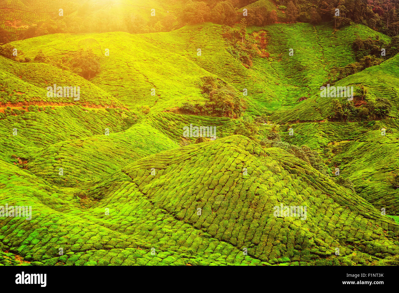 Green tea plantation landscape in sunlight Stock Photo - Alamy