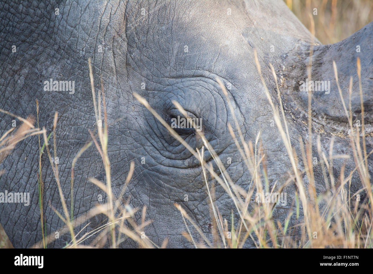 Rhino eye hi-res stock photography and images - Alamy