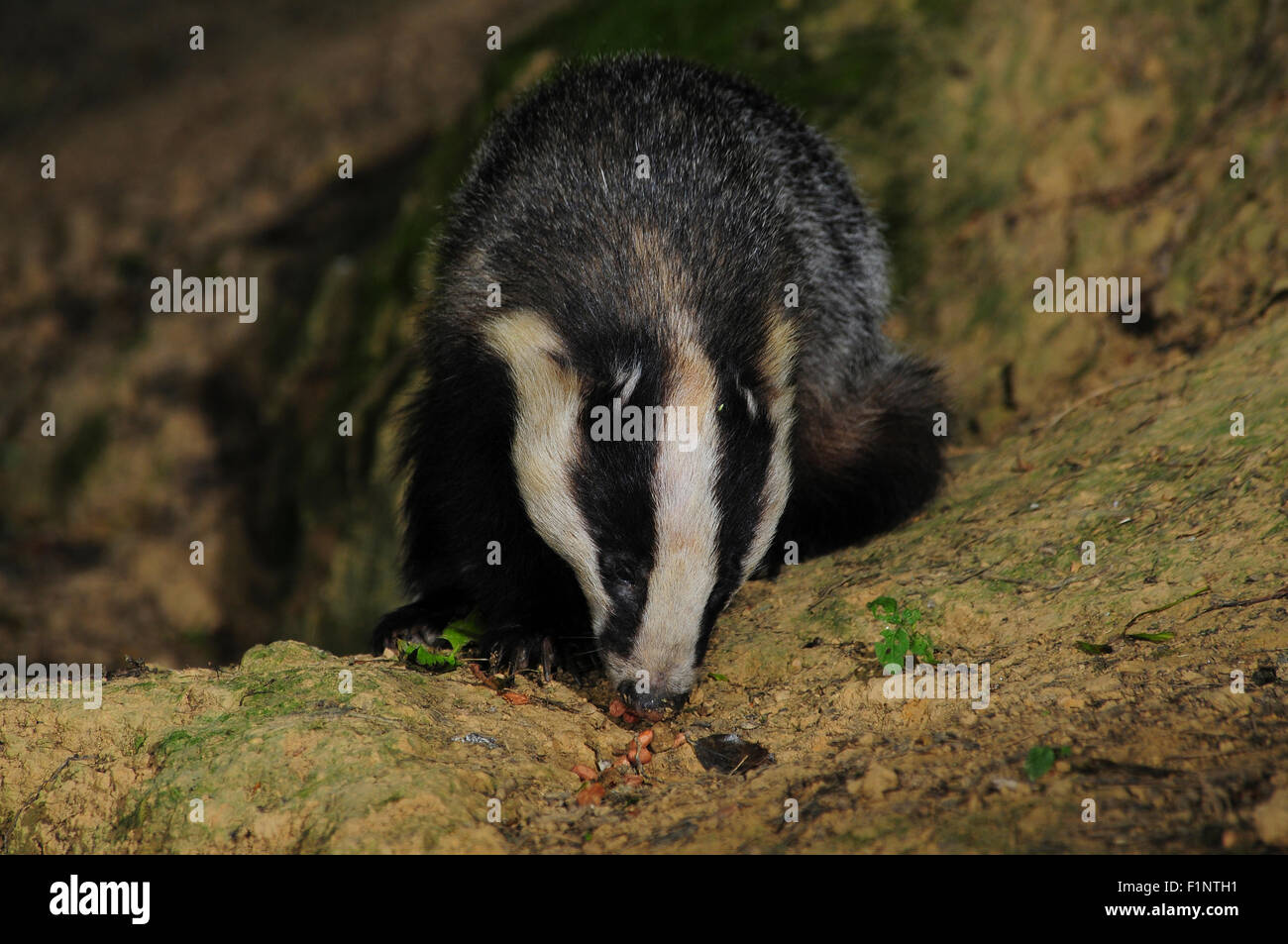 Badger night hi-res stock photography and images - Alamy