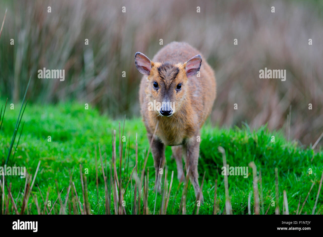 Muntjac deer uk hi-res stock photography and images - Alamy