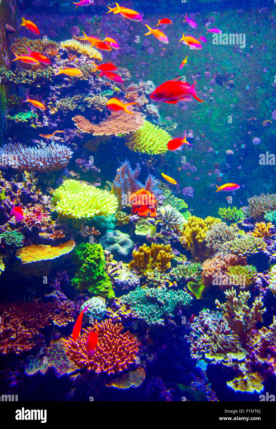 Coral Reef and Tropical Fish Stock Photo - Alamy