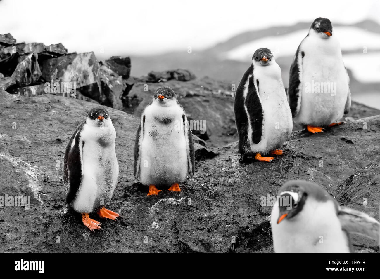 Group of penguin chicks Stock Photo - Alamy