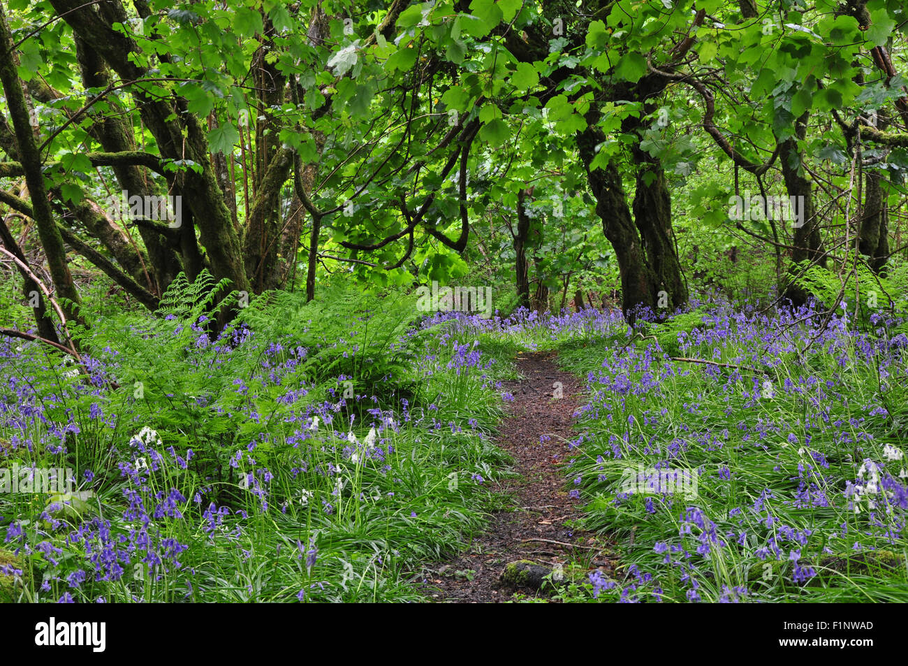 A path going through a bluebell wood in Spring UK Stock Photo - Alamy