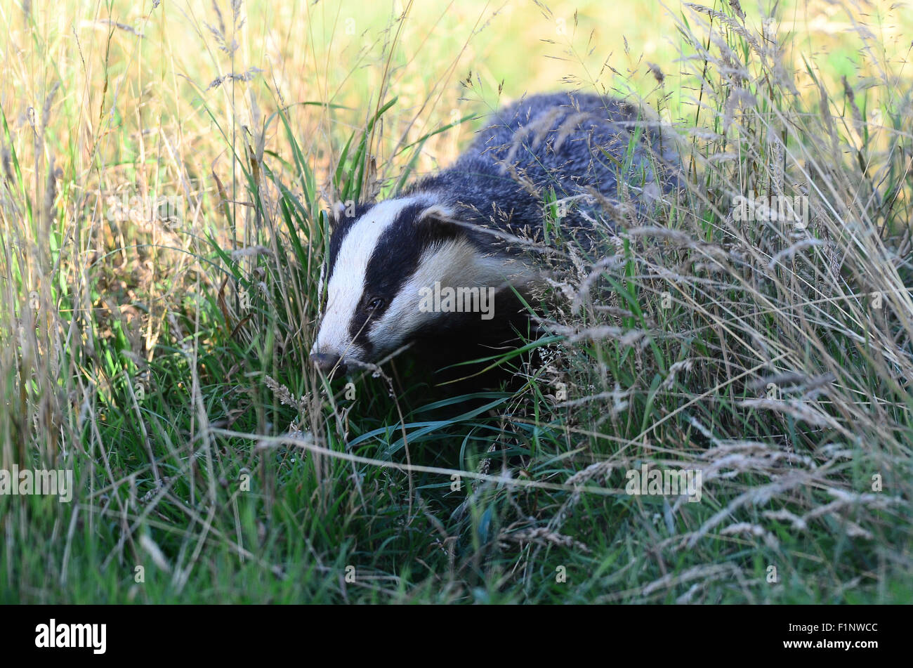 Grass badger hi-res stock photography and images - Alamy