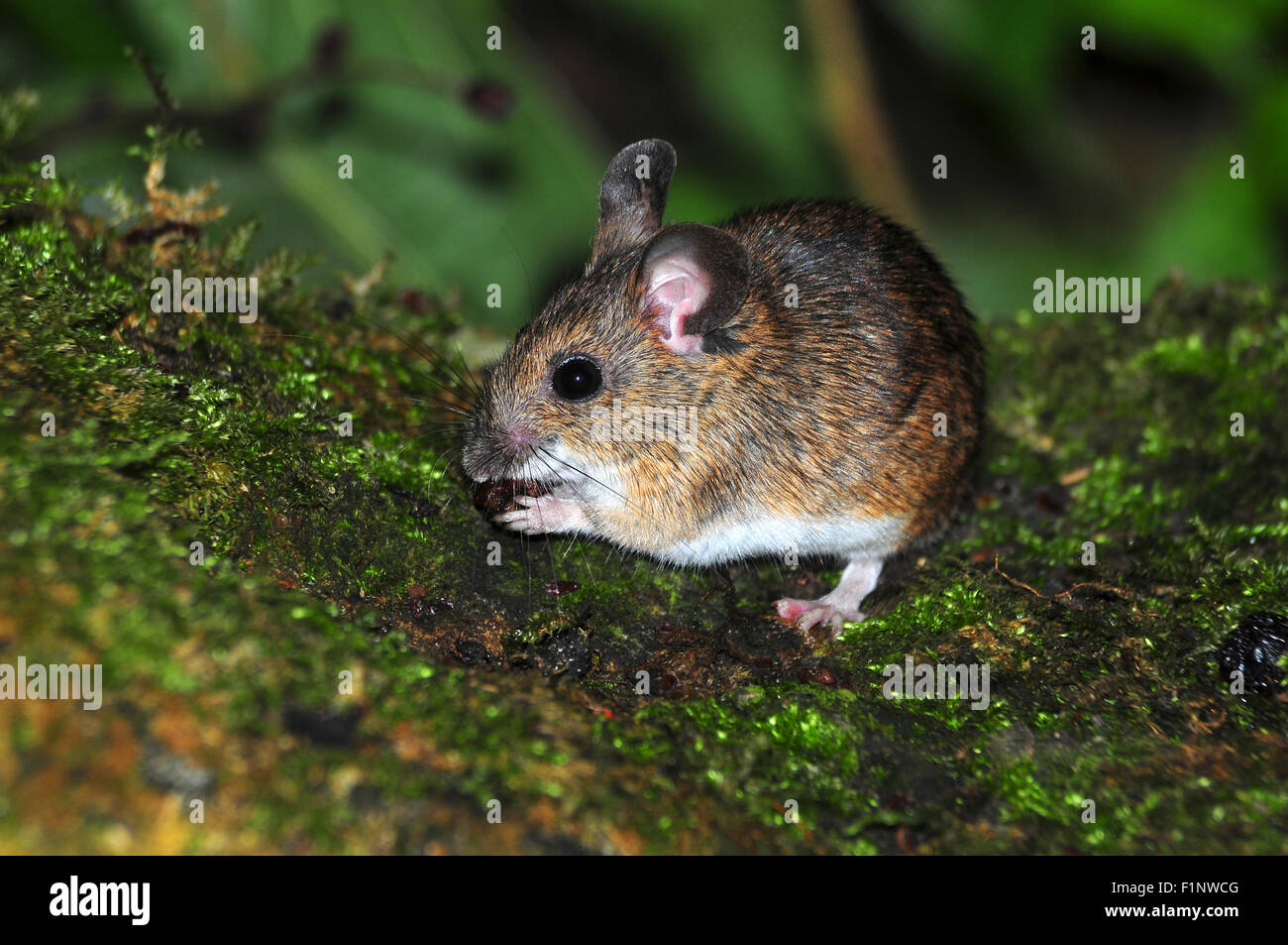 wood mouse apodemus sylvaticus Stock Photo - Alamy