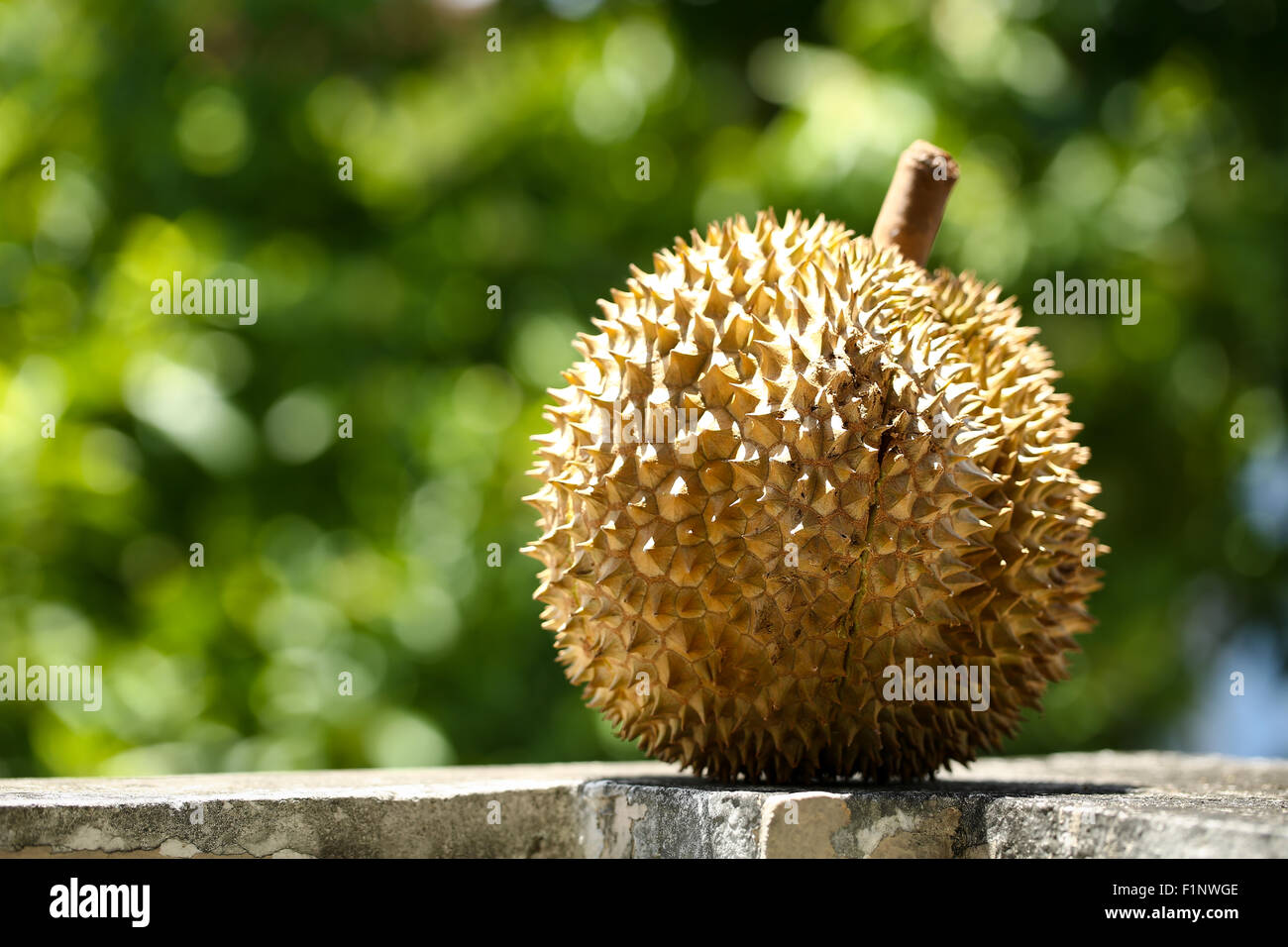 Durian fruit hi-res stock photography and images - Alamy