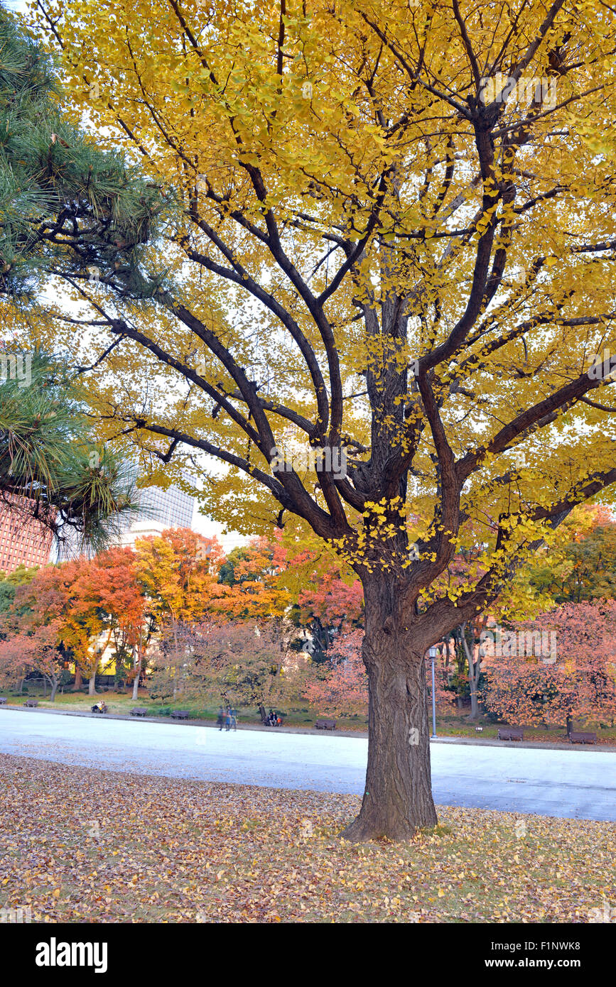 Autumn foliage, Ginkgo trees in golden yellow color Stock Photo - Alamy