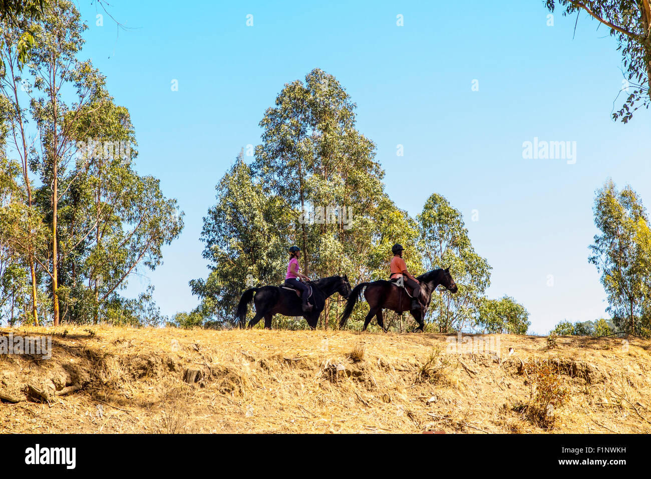 Equestrian riders at the Anthony Chabot Regional Park in the East Bay ...