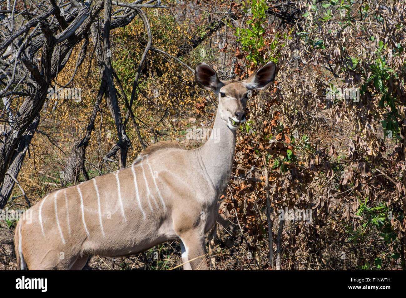 Kudoe hi-res stock photography and images - Alamy
