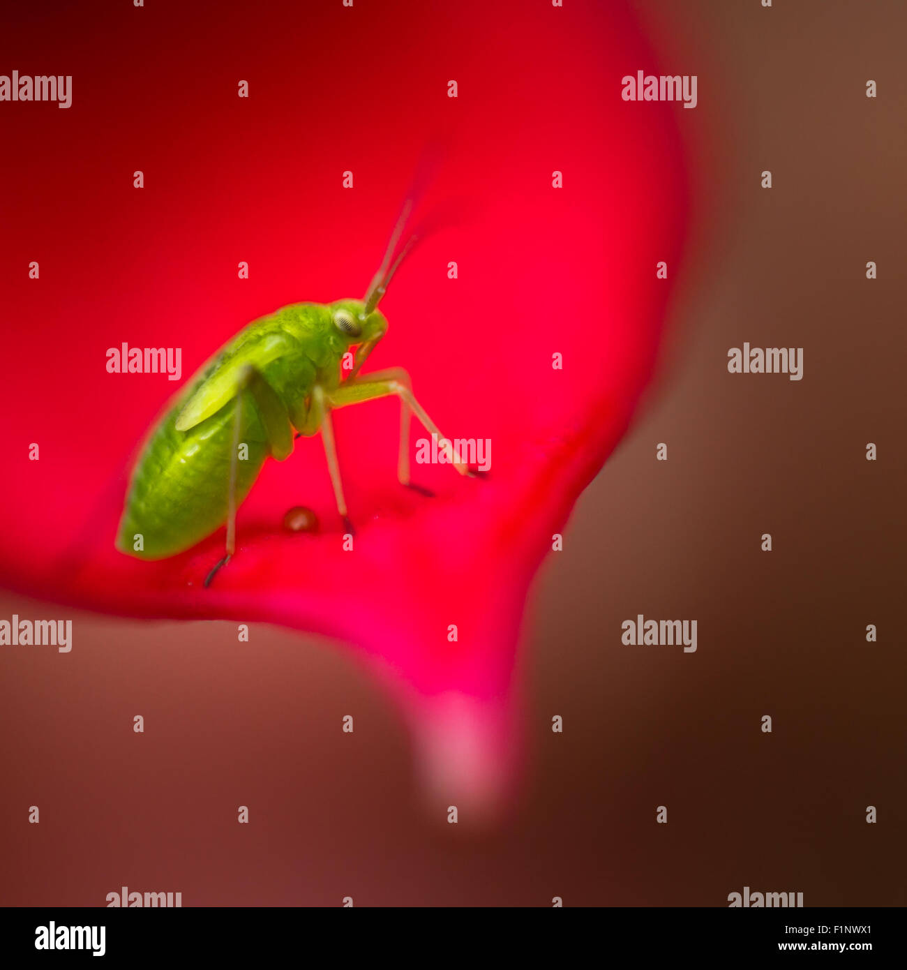 Capsid bugs hi-res stock photography and images - Alamy