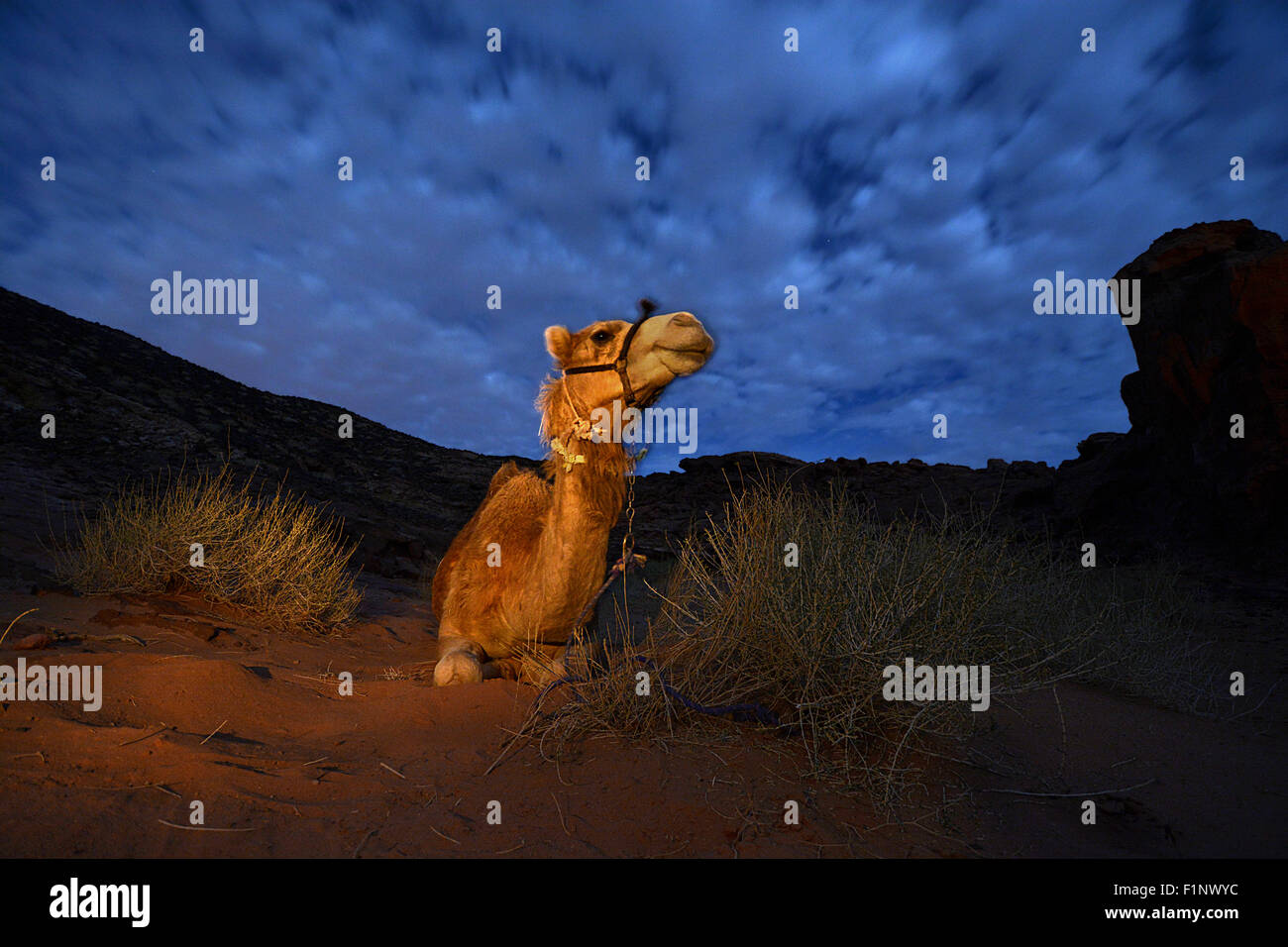 Camel by night Stock Photo - Alamy