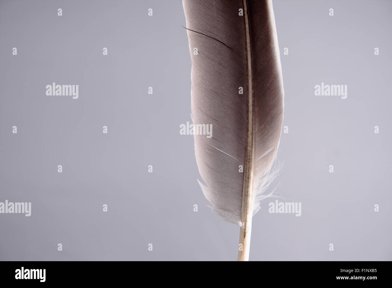 Bird with grey feather hi-res stock photography and images - Alamy