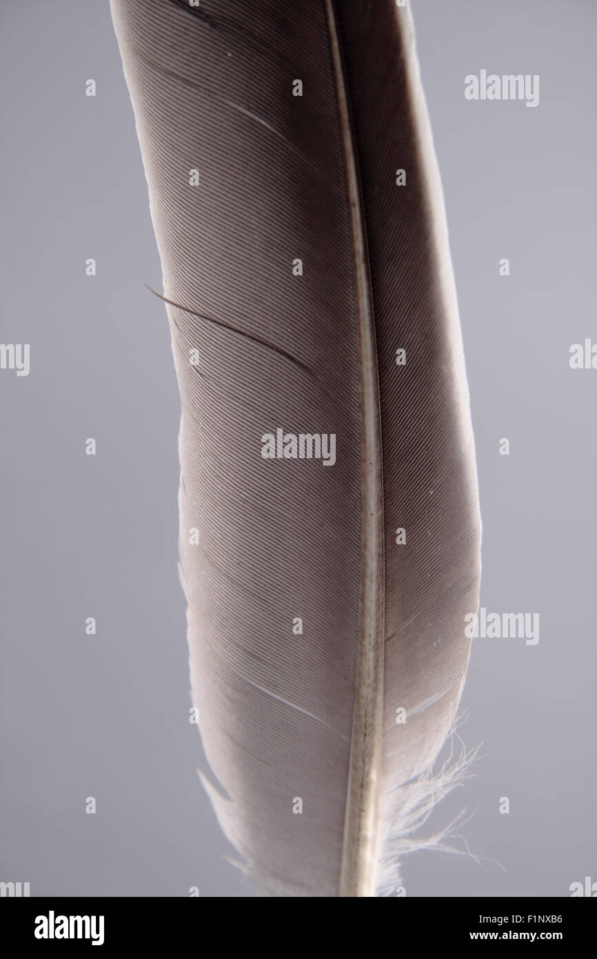 Grey plume hi-res stock photography and images - Alamy