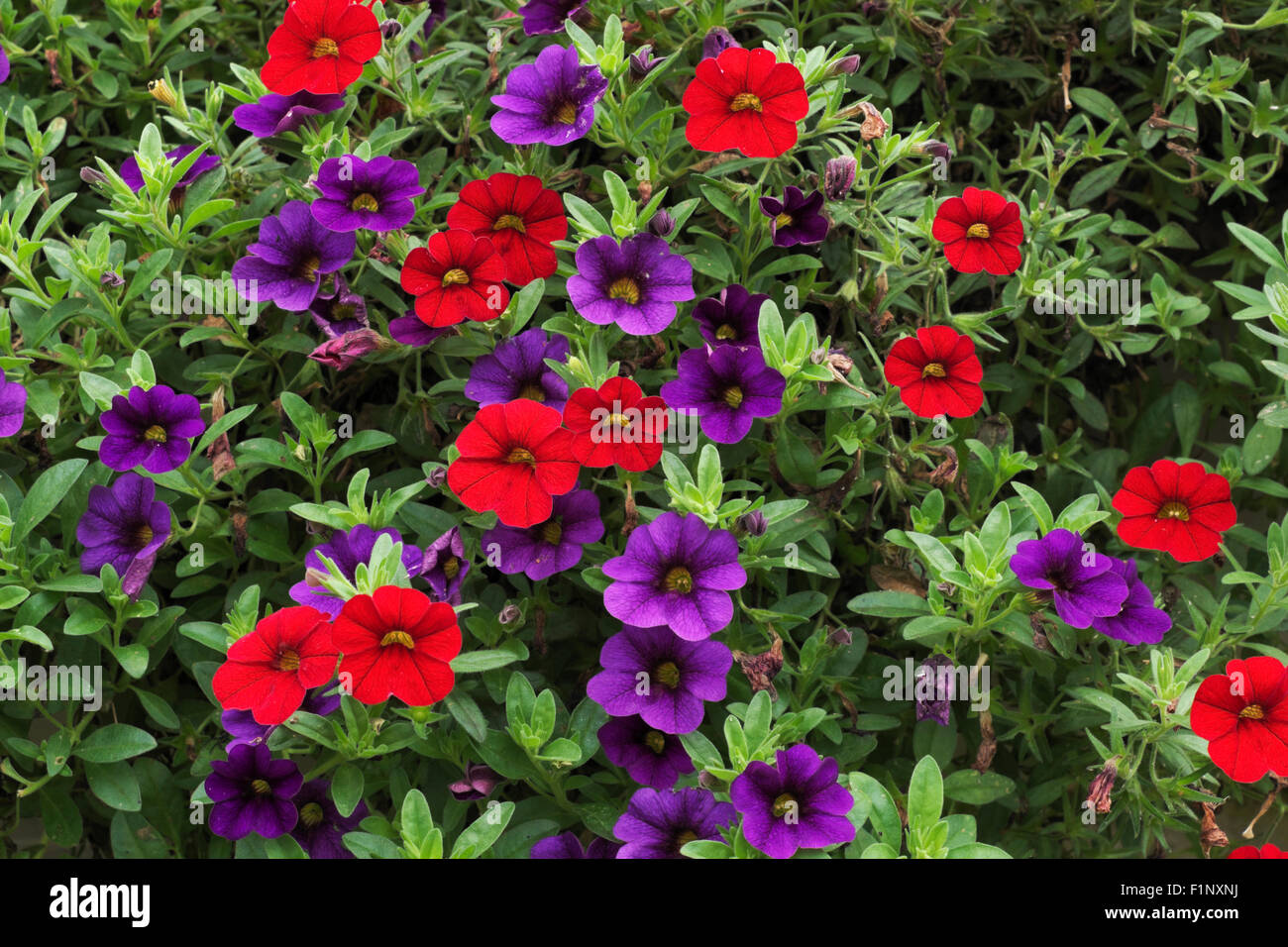 Calibrachoa blossoms in a window box Stock Photo - Alamy