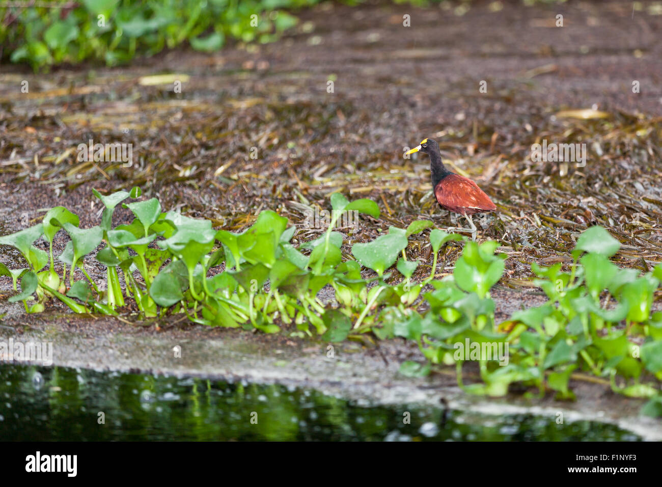 A jacana bird walks on the grassy shore of the New river in Belize ...