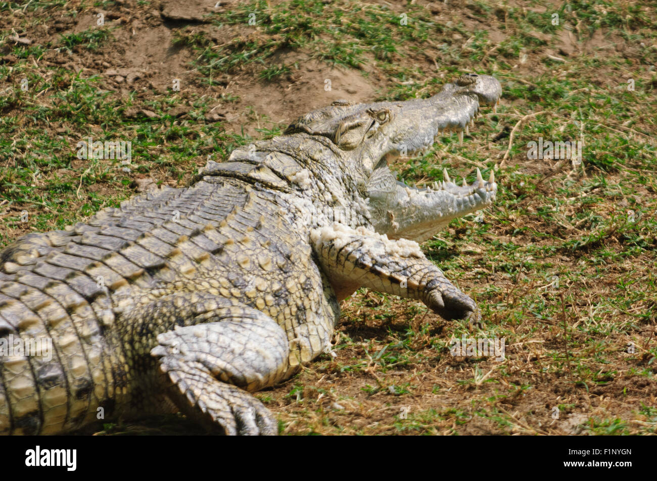 Queen Elizabeth National Park , Uganda. Basking nile crocodile on the ...