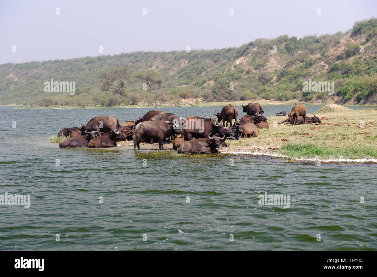 Queen Elizabeth National Park , Uganda. A group of cape buffaloes on ...
