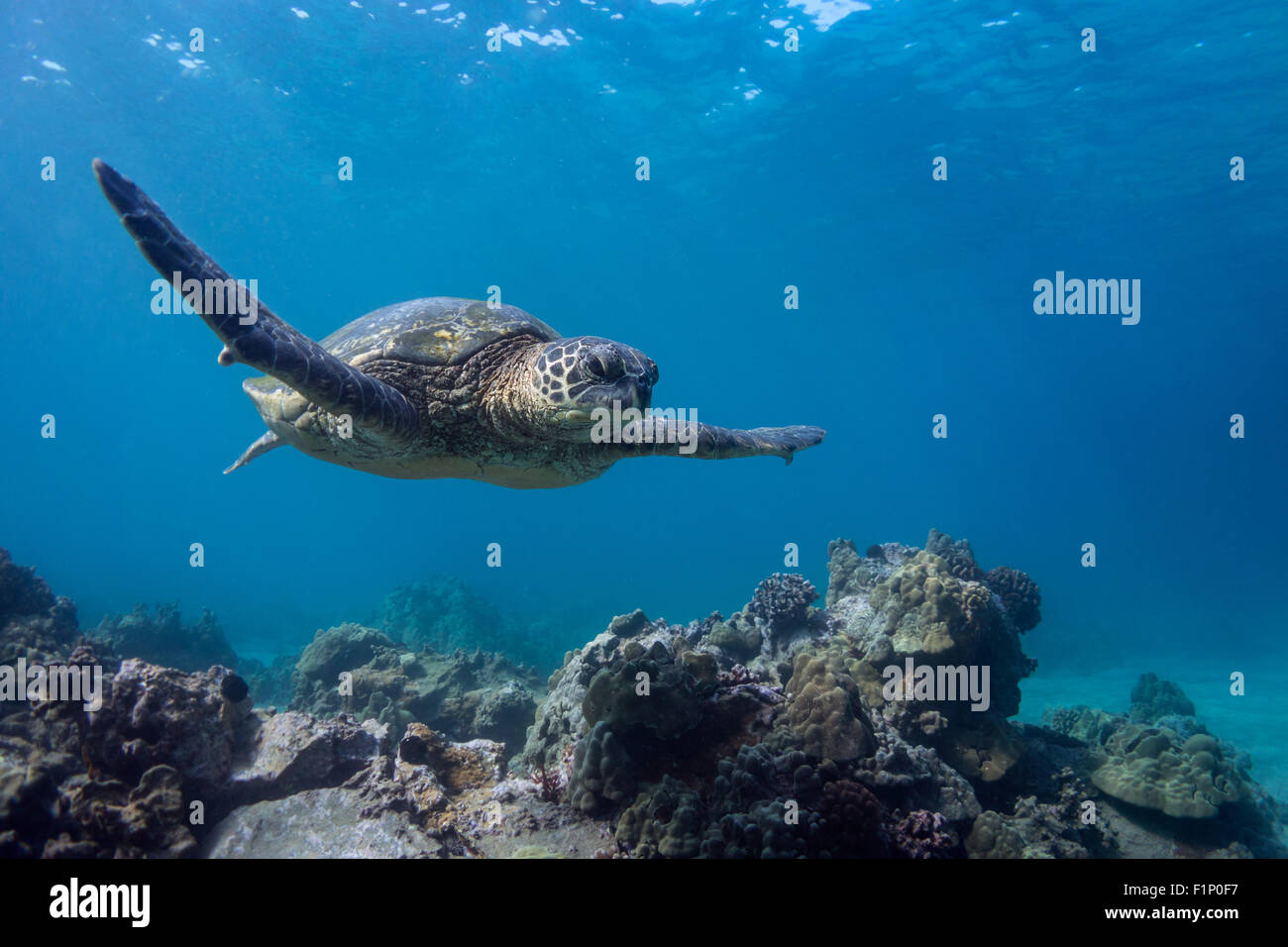 Freediving turtle hi-res stock photography and images - Alamy